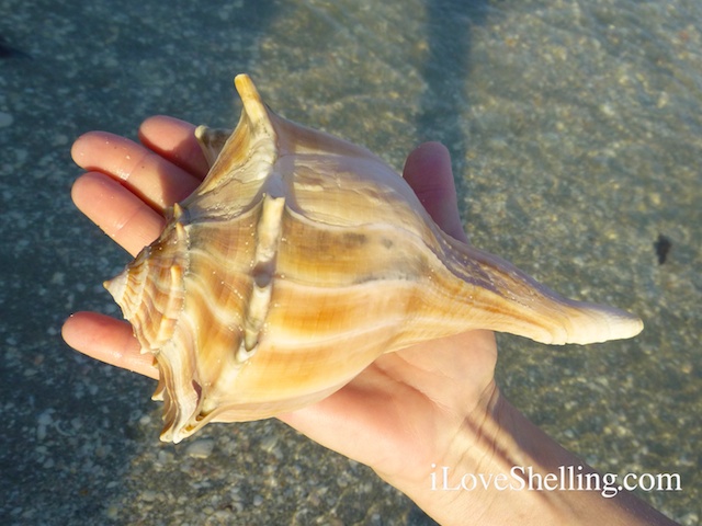 Sensational Seashells, Sunshine and Sunsets | I Love Shelling