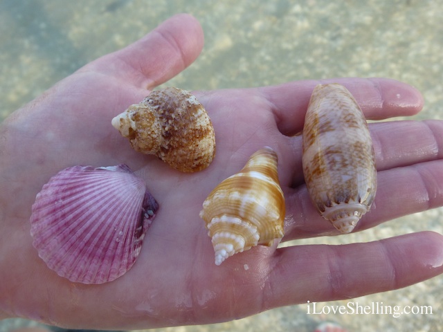 Sensational Seashells, Sunshine and Sunsets | I Love Shelling