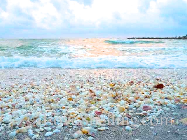 Shelling Vacation Giveaway Package- It’s Time for an Island! | I Love ...