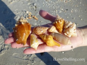 Seashells in the Sanibel Surf | I Love Shelling