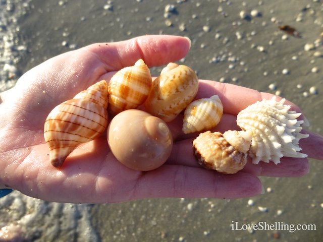 Seashells in the Sanibel Surf | I Love Shelling