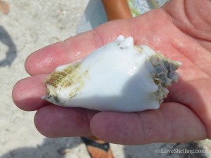 Hanging Out At The Beach With The Shelling Family | I Love Shelling