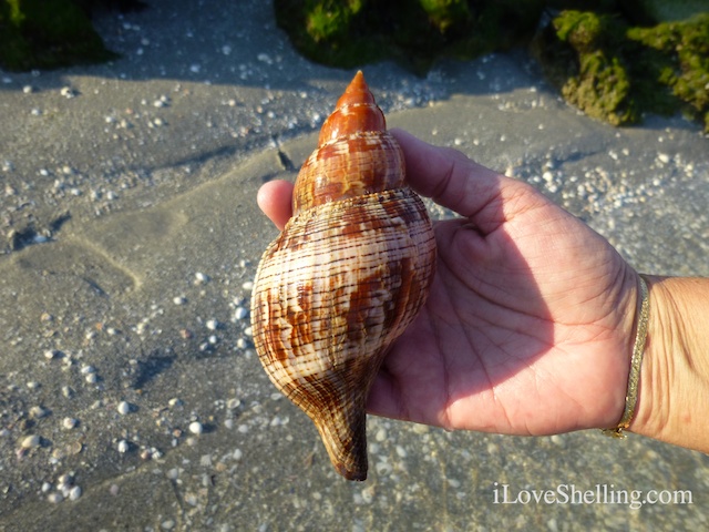 Feeling Like A Lucky Dog On SanCap | I Love Shelling