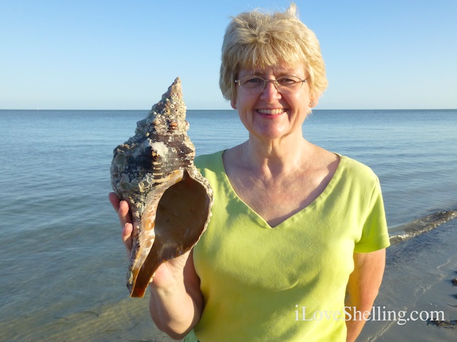 What Is Shellabaloo? | I Love Shelling