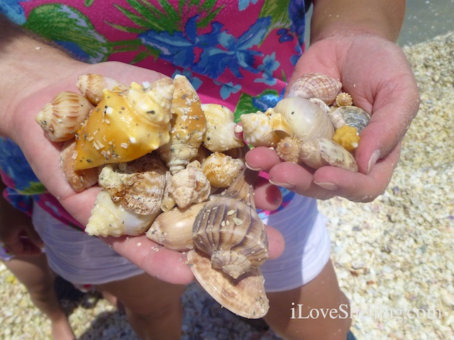 The Amazing Shell Mound | I Love Shelling