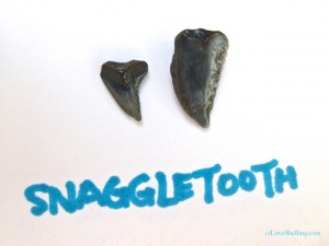 Identify Your Shark’s Teeth | I Love Shelling