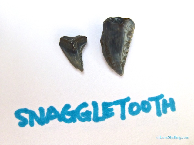 Identify Your Shark’s Teeth | I Love Shelling
