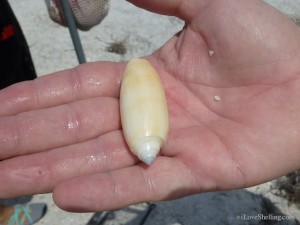 Hanging Out At The Beach With The Shelling Family | I Love Shelling