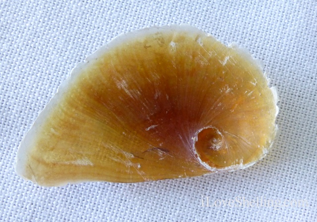 Sanibel Shark Week… Featuring The Shark Eye Shell | I Love Shelling