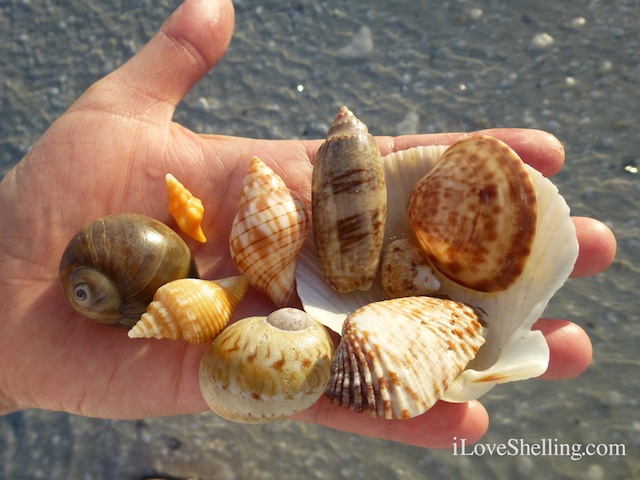 Florida Seashells 2013 | I Love Shelling