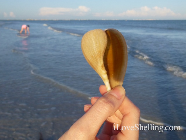 Florida Seashells 2013 | I Love Shelling