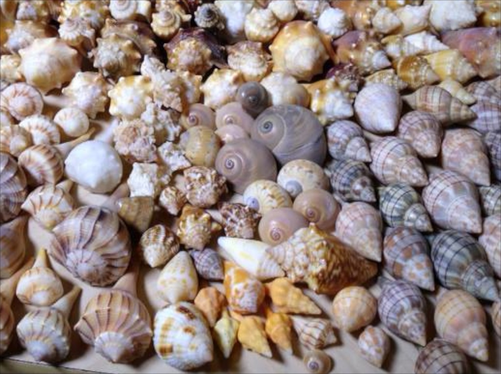 Boom Shellalaka! | I Love Shelling