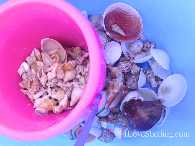 Florida Seashells 2013 | I Love Shelling