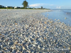 Florida Seashells 2013 | I Love Shelling