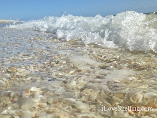 Seashells in the Sanibel Surf | I Love Shelling