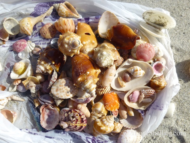 Seashells in the Sanibel Surf | I Love Shelling