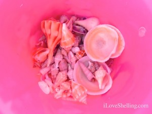 Florida Seashells 2013 | I Love Shelling