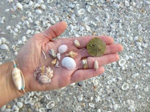 How To Make Seashell Bracelet Jewelry | I Love Shelling