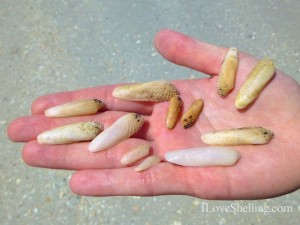 Cruise To Crystal Clear Cayo Costa | I Love Shelling