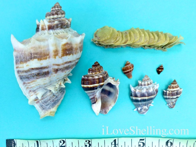 Life Cycle Of The Kings Crowns- Egg Hatching to Down The Hatch | I Love ...