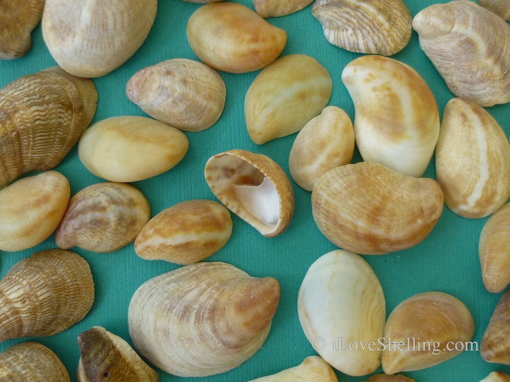 Time For Beach Slippers | I Love Shelling