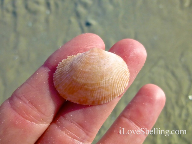 Super Low Tide With Super Moon | I Love Shelling