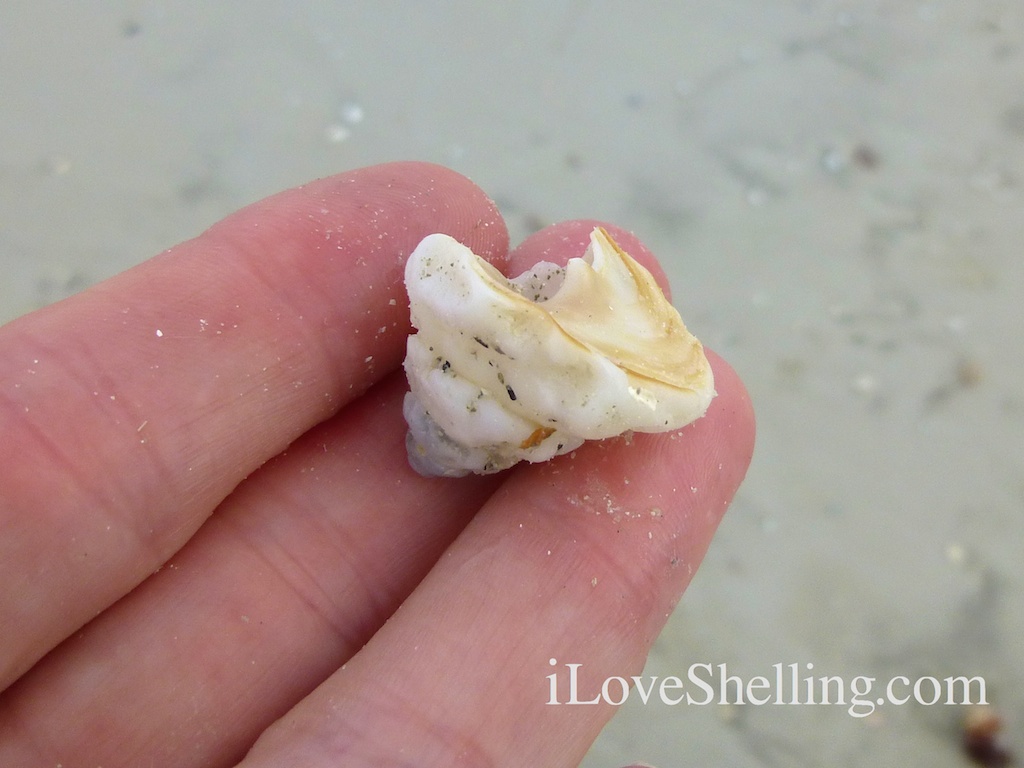 Tropical Storm Andrea Brings Seashells To Sanibel! | I Love Shelling