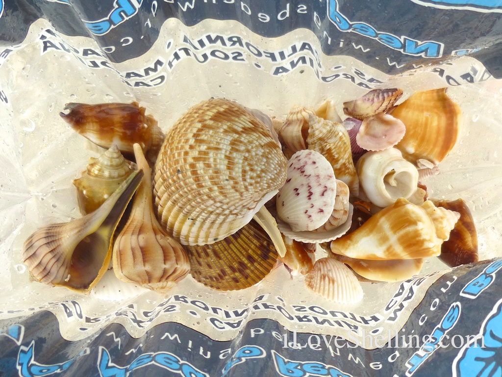 Tropical Storm Andrea Brings Seashells To Sanibel! | I Love Shelling
