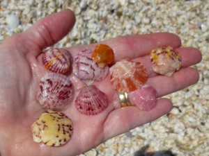 Shells Sweep In And Shells Sweep Out | I Love Shelling