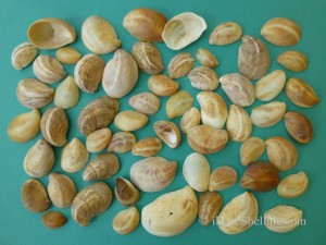 Time For Beach Slippers | I Love Shelling