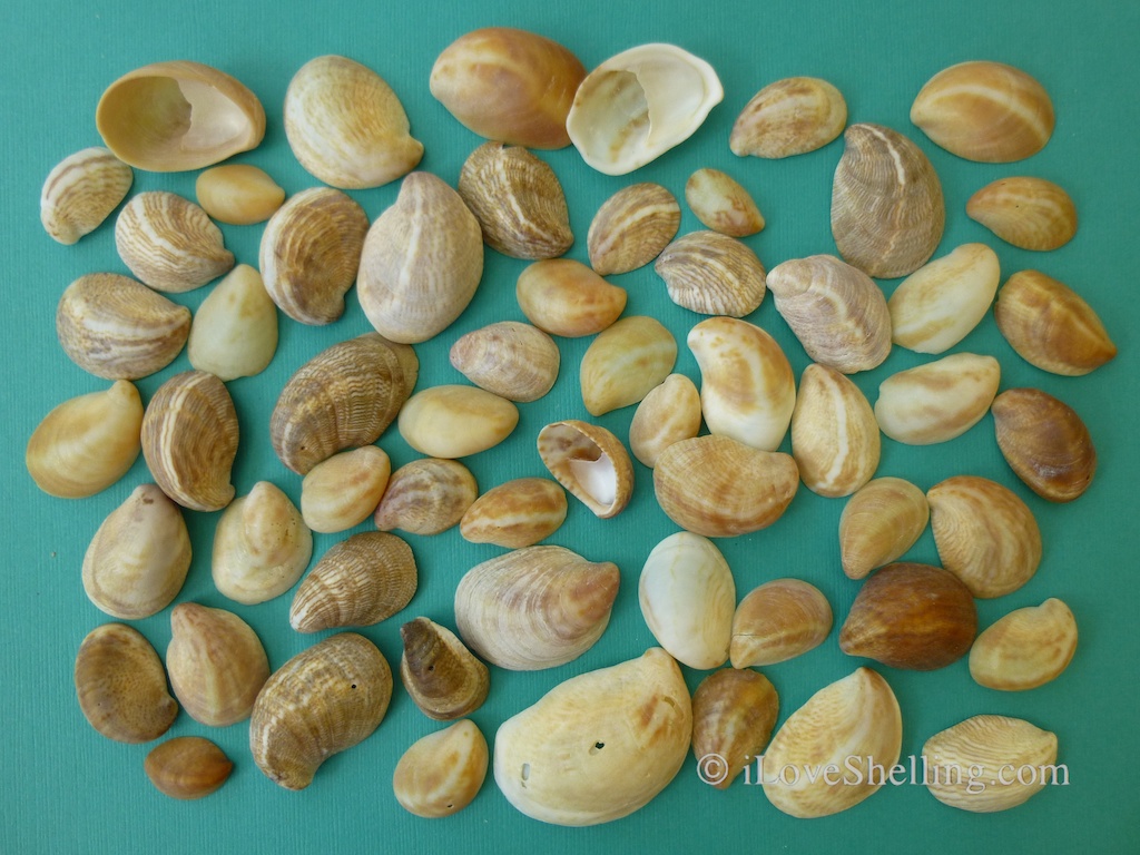 Time For Beach Slippers | I Love Shelling