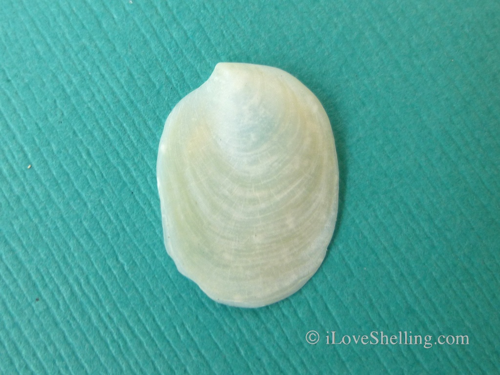 Time For Beach Slippers | I Love Shelling