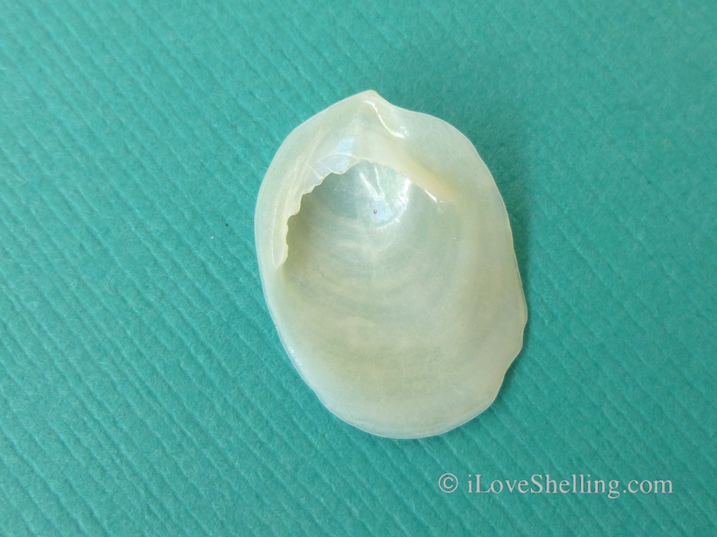 Time For Beach Slippers | I Love Shelling