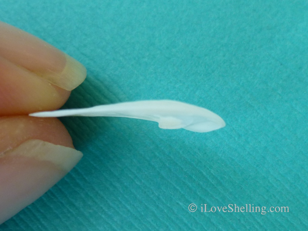 Time For Beach Slippers | I Love Shelling