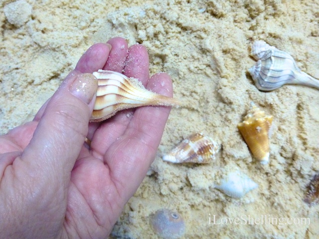 Good Feeling About Seashells | I Love Shelling
