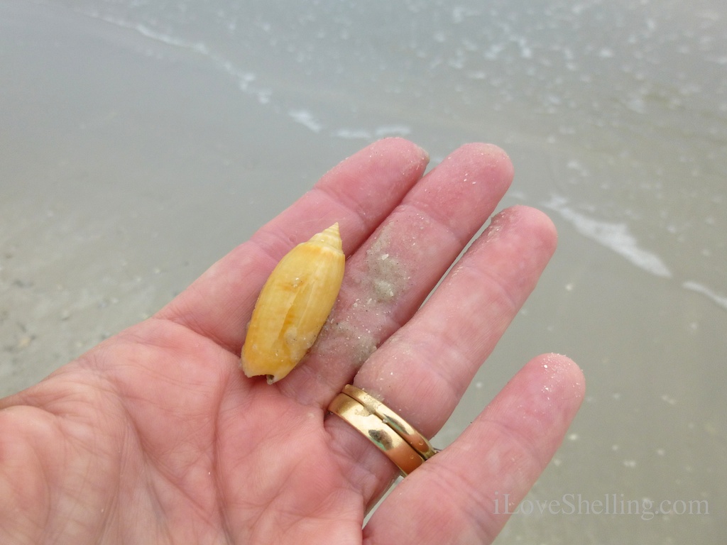 The Calm Before Tropical Storm Andrea On Fort Myers Beach | I Love Shelling