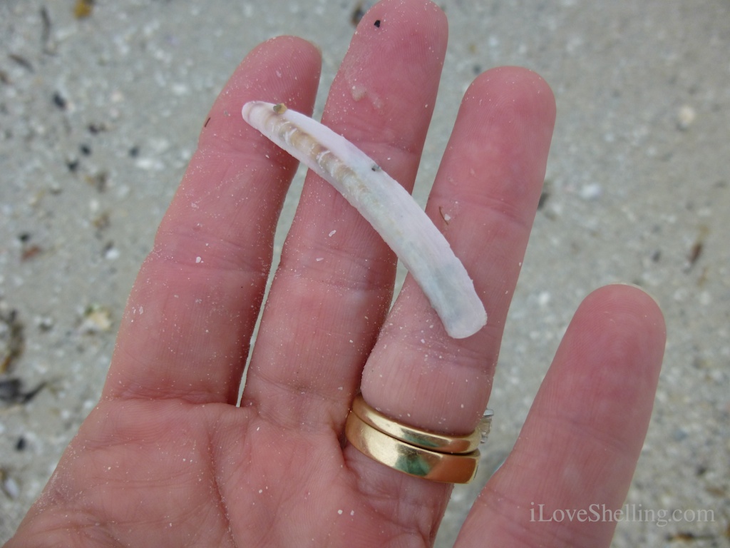 The Calm Before Tropical Storm Andrea On Fort Myers Beach | I Love Shelling