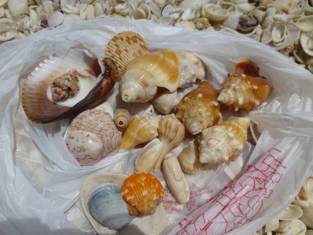 Shells Sweep In And Shells Sweep Out | I Love Shelling