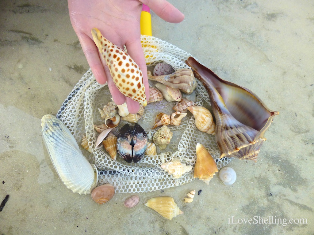 Tropical Storm Andrea Brings Seashells To Sanibel! | I Love Shelling