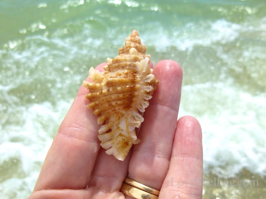 A Shell Of A Vacation | I Love Shelling