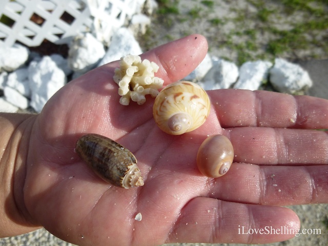 Super Low Tide With Super Moon | I Love Shelling