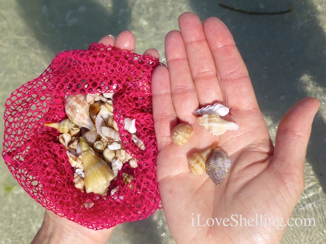 Precious Little Vulcan Lions Paw | I Love Shelling