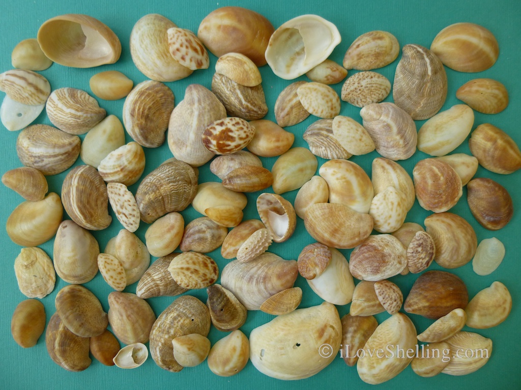 Time For Beach Slippers | I Love Shelling