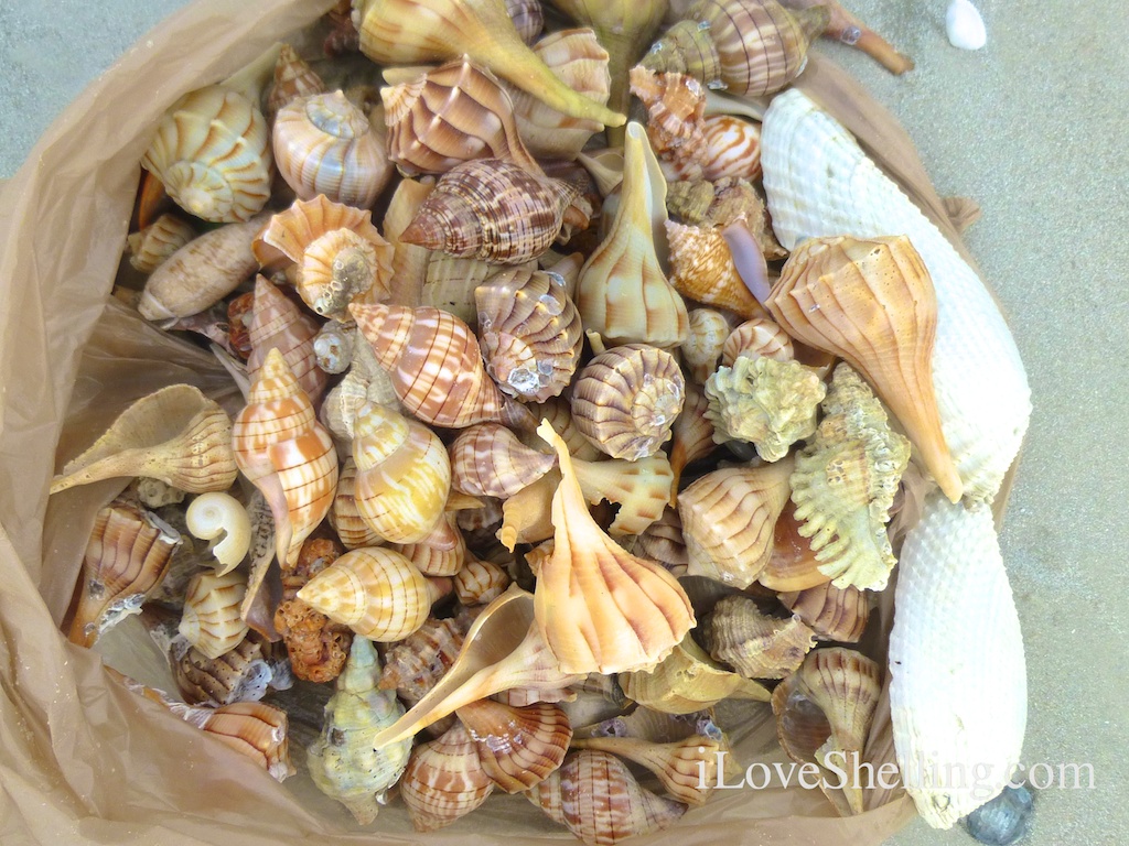 Tropical Storm Andrea Brings Seashells To Sanibel! | i Love Shelling