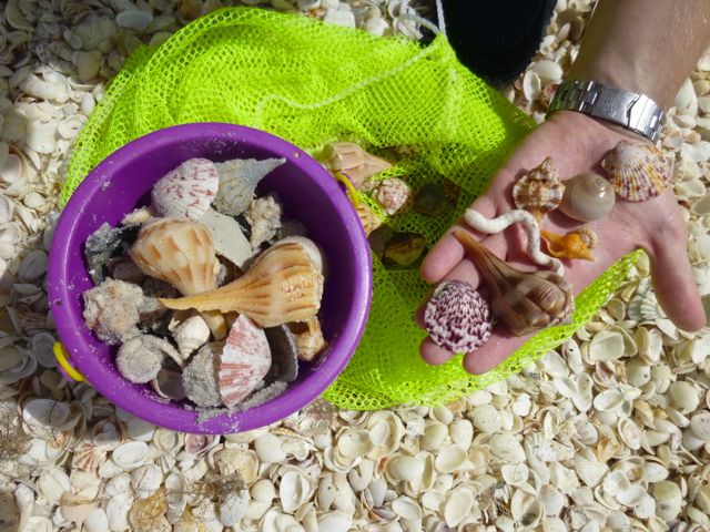 Shells Sweep In And Shells Sweep Out | I Love Shelling