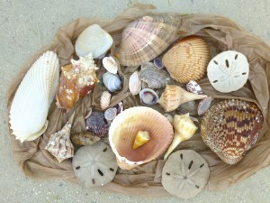 Shelltastic Southwest Florida Vacation GiveAway! | I Love Shelling