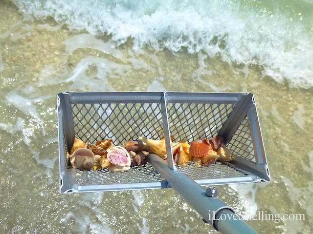 It’s The Small Things In A Beach Life | I Love Shelling