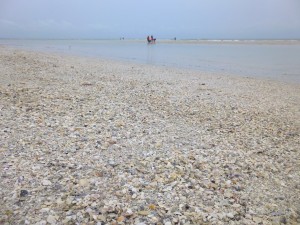 Minor Jackknife Clam | i Love Shelling