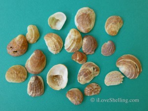 Time For Beach Slippers | I Love Shelling