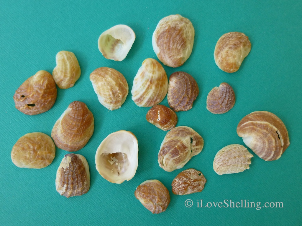 Time For Beach Slippers | I Love Shelling